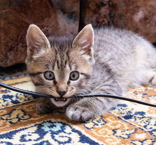 AAHA - Vet in Rialto | Rialto Cat Hospital