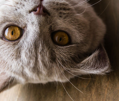 AAHA - Vet in Rialto | Rialto Cat Hospital